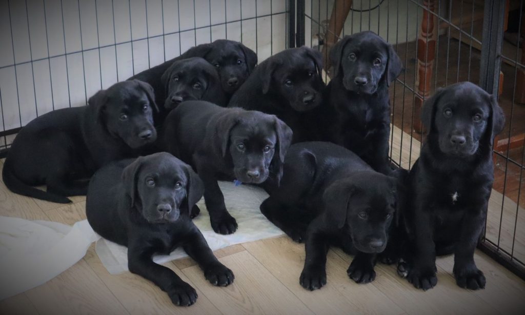 Two Boy Black Lab Puppies For Sale - Black Labrador Puppies